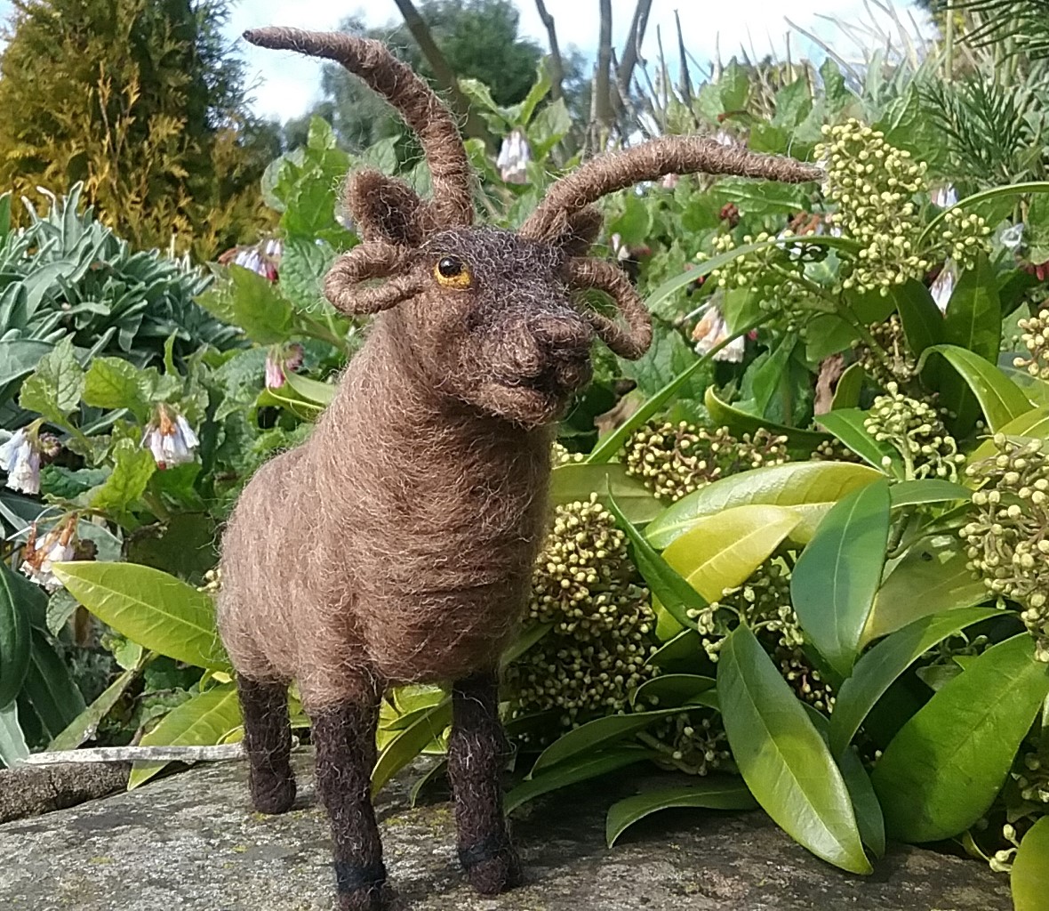 Rare Breeds Sheep Wulydermy Rare Breeds Sheep Wulydermy