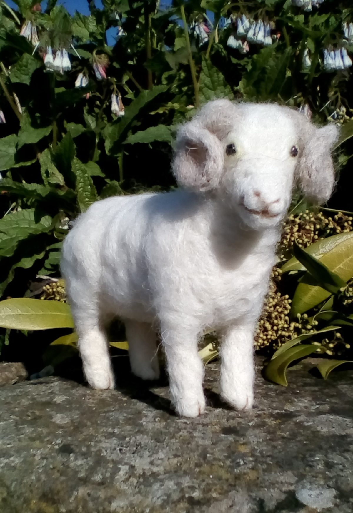 Rare Breeds Sheep – wulydermy